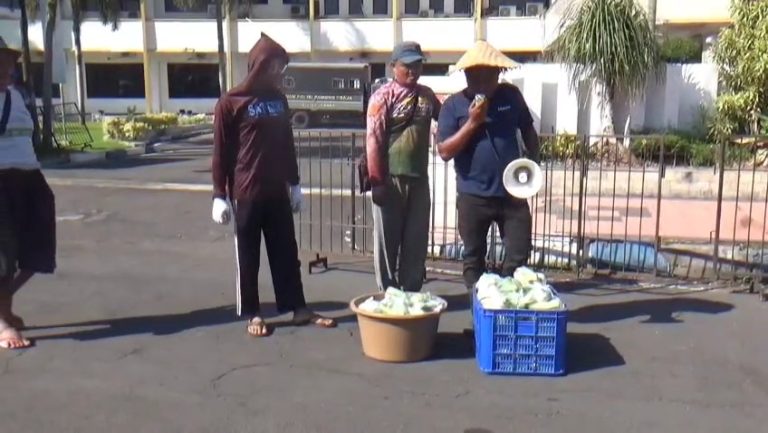 Harga Mentimun Anjlok hingga Rp1.000 per Kg, Petani Jember Bagikan ...